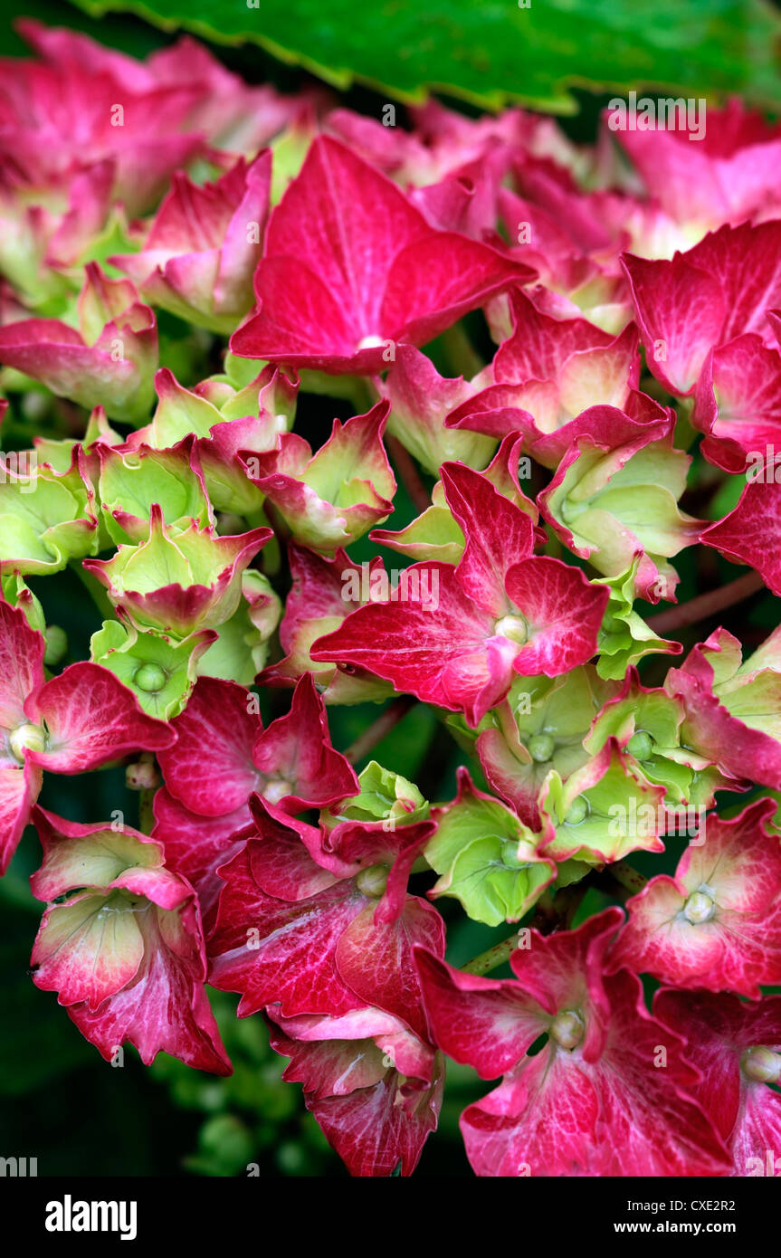 hydrangea macrophylla alpengluhen syn alpine glow pink flowers ...