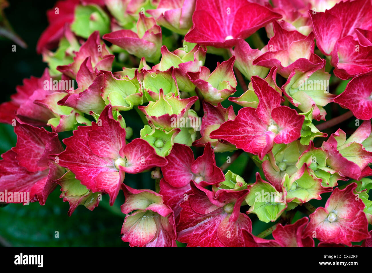 hydrangea macrophylla alpengluhen syn alpine glow pink flowers ...