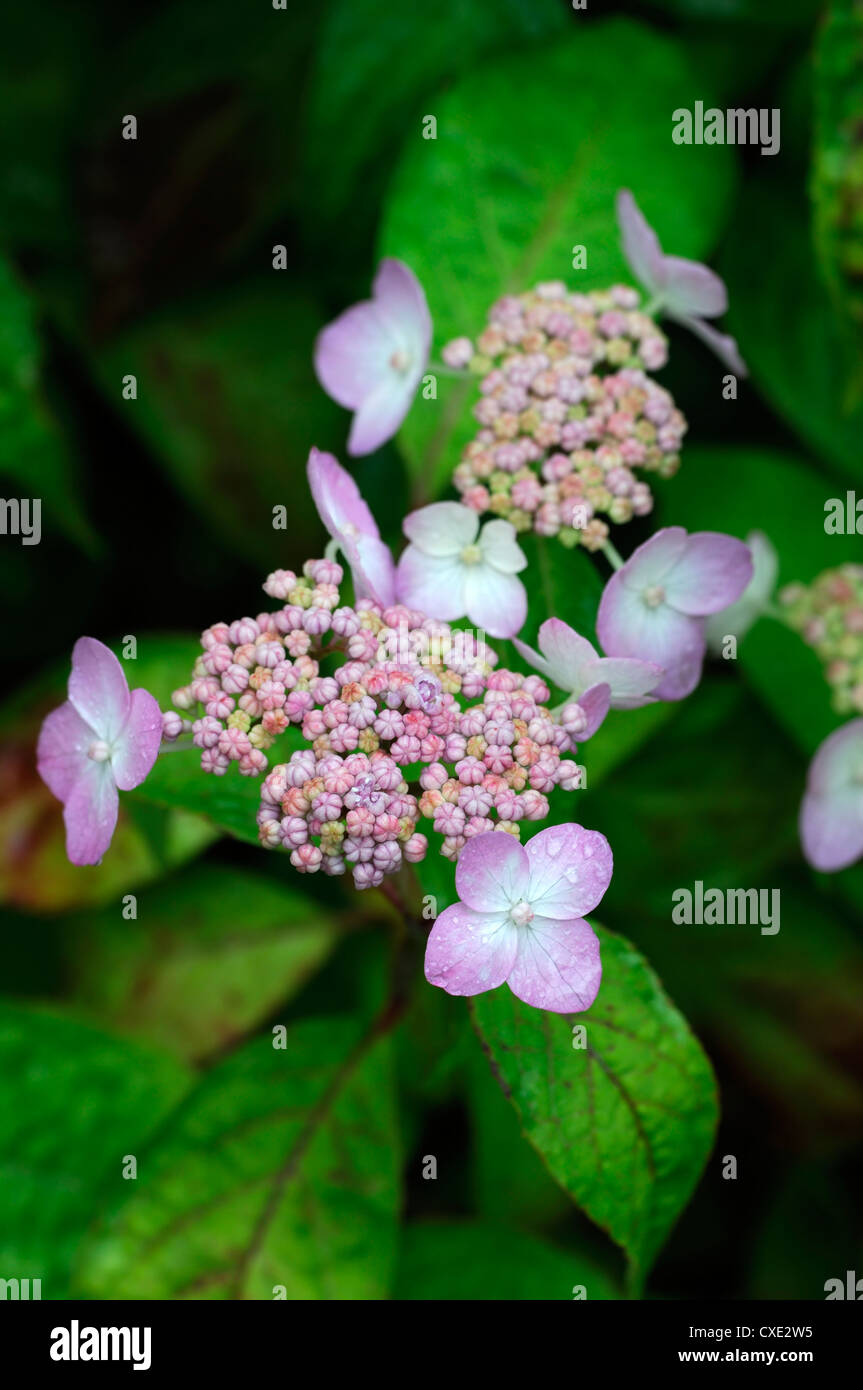 hydrangea serrata blue deckle pink blue flowers flowering closeup ...