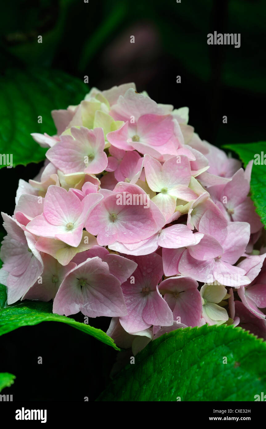Forever Pink Hydrangea Buy Ruby Blossom Hydrangea | FREE SHIPPING