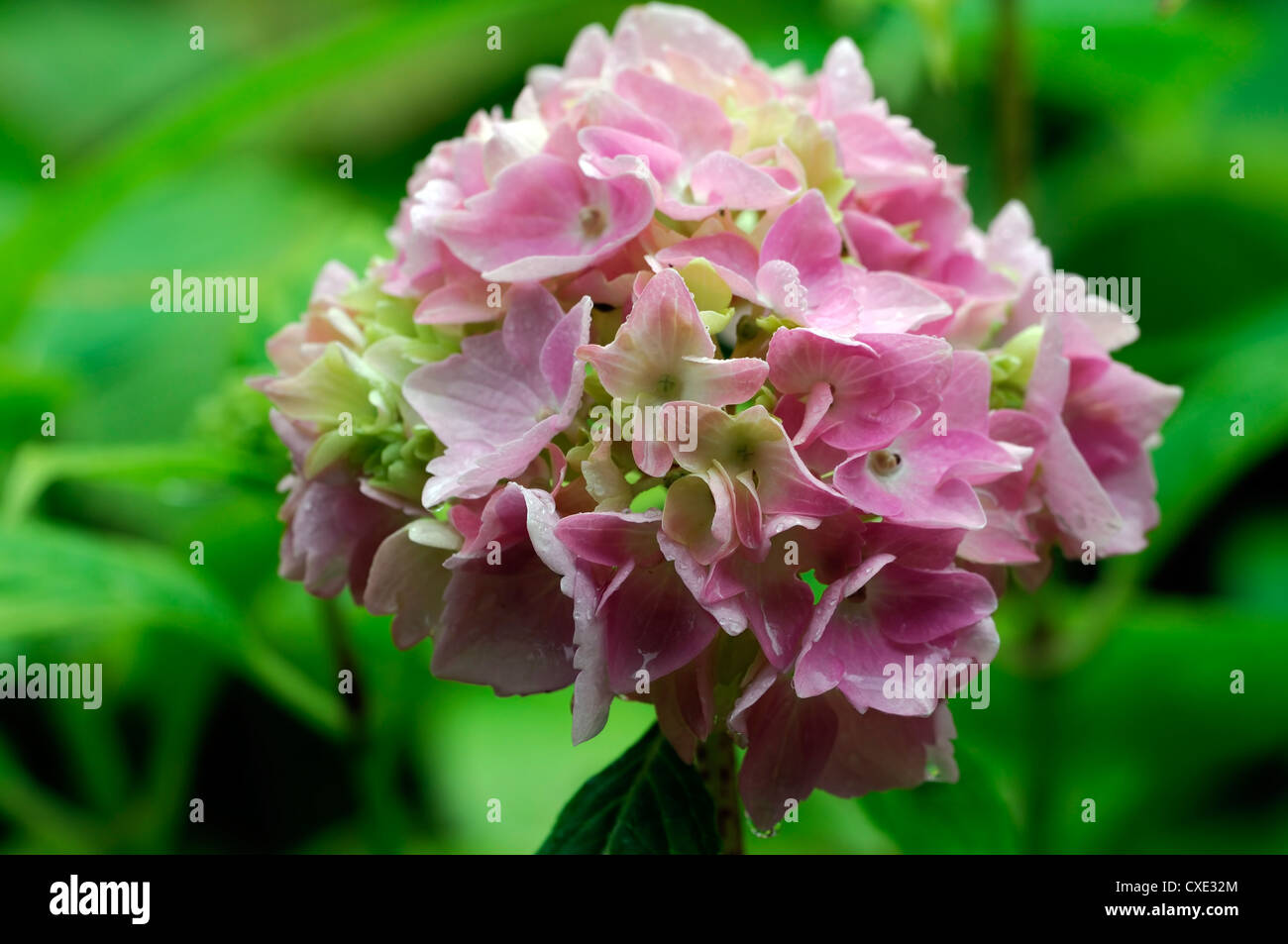 hydrangea macrophylla forever pink flowers flower flowering bloom ...