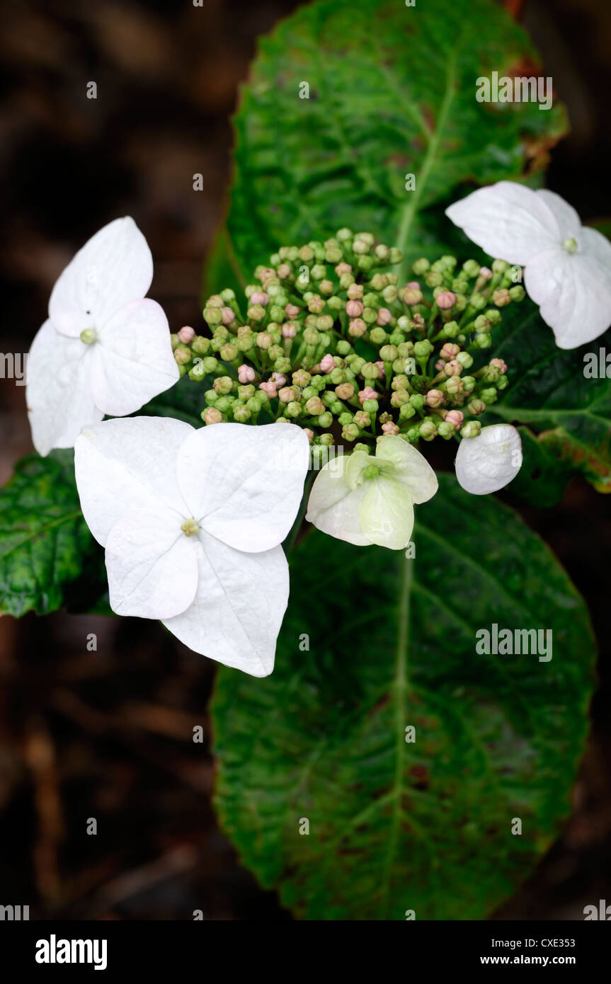 Hydrangea veitchii hi-res stock photography and images - Alamy