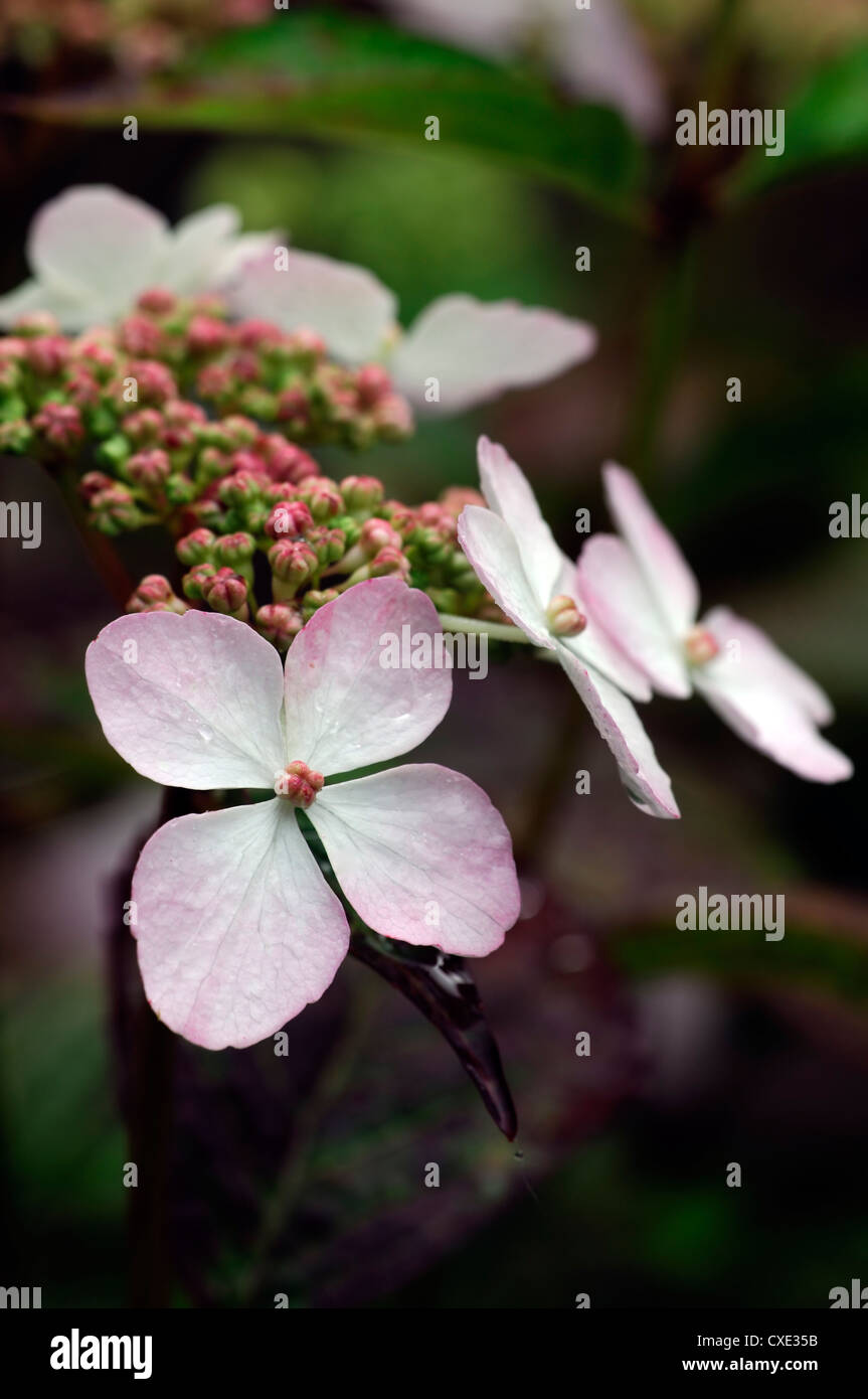 hydrangea serrata bluebird pink white flowers flower flowering bloom ...