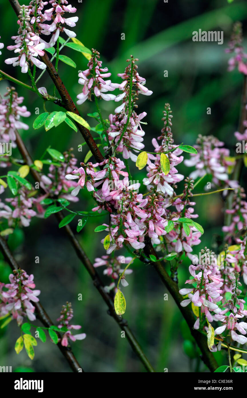 Indigofera High Resolution Stock Photography and Images - Alamy
