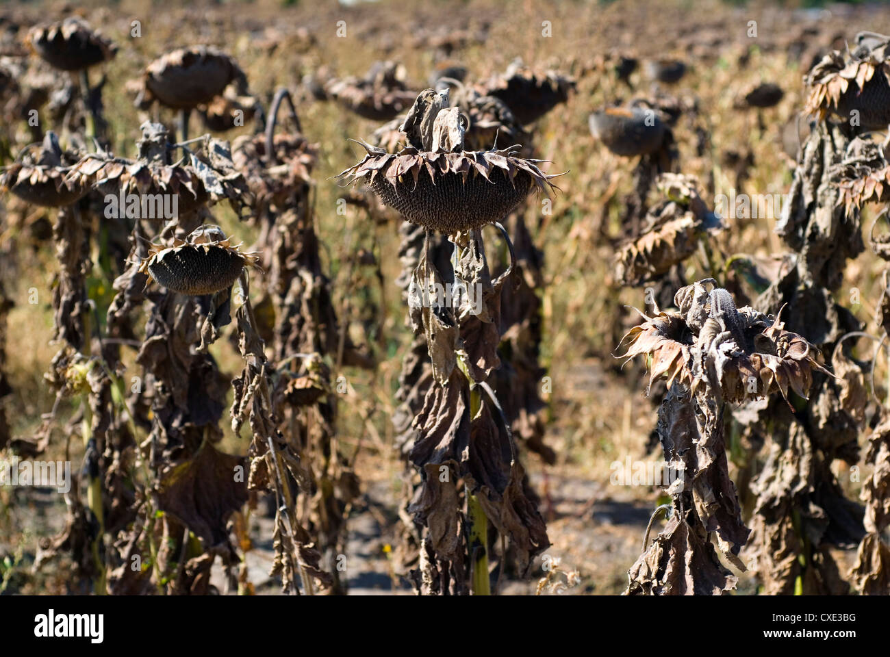 Sunflower - withered in autumn, bird food Stock Photo - Alamy