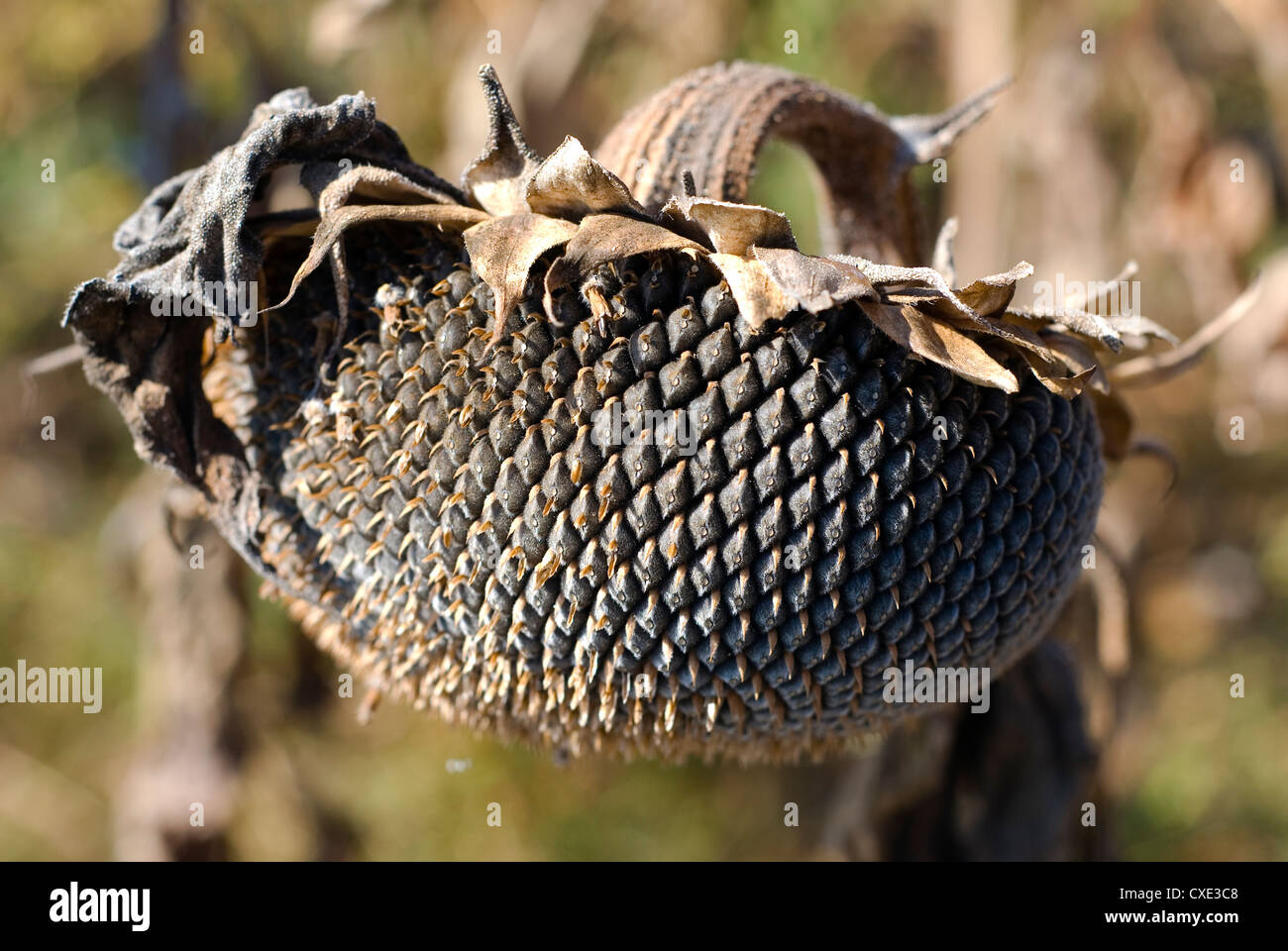 Sunflower - withered in autumn, bird food Stock Photo - Alamy