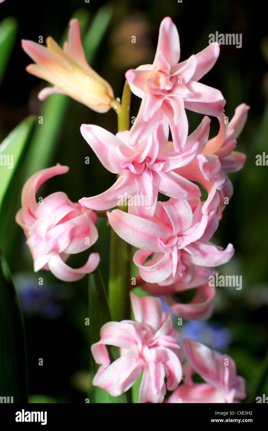 Pale pink hyacinth hi-res stock photography and images - Alamy