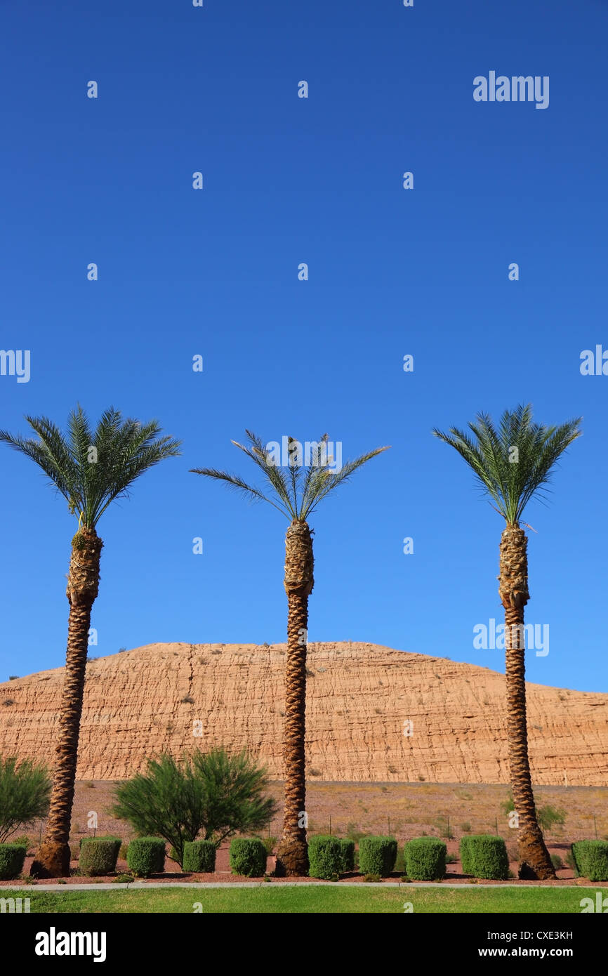 Three palm trees Stock Photo - Alamy