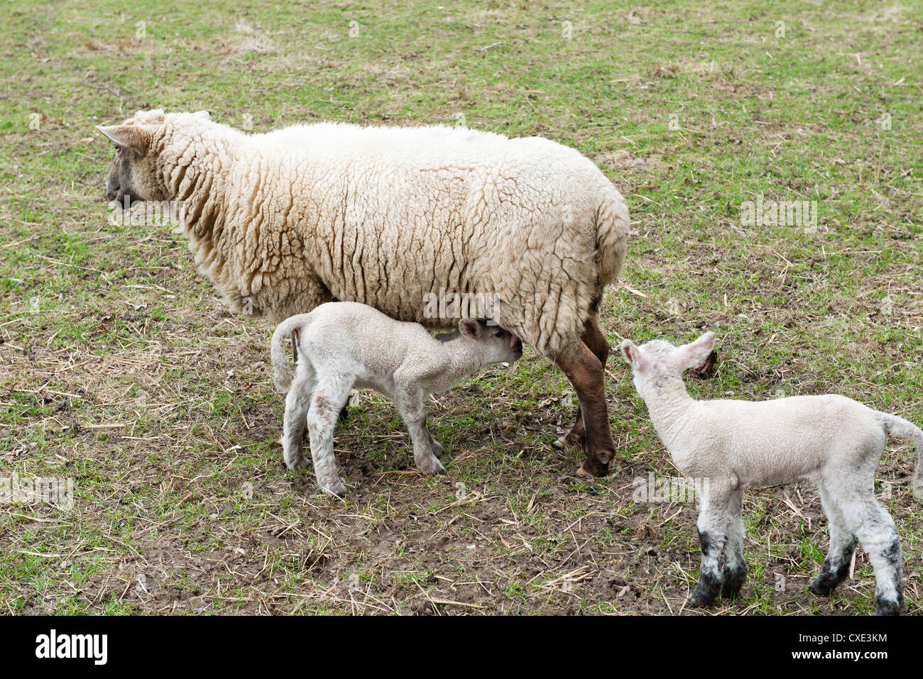 Sheep nursing its lambs Stock Photo - Alamy