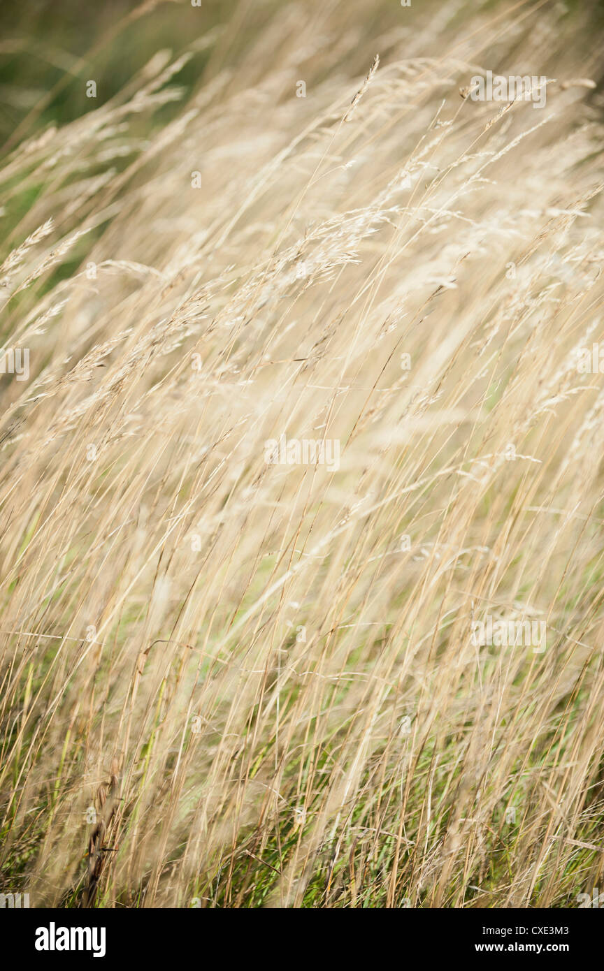 Tall grass, full frame Stock Photo - Alamy
