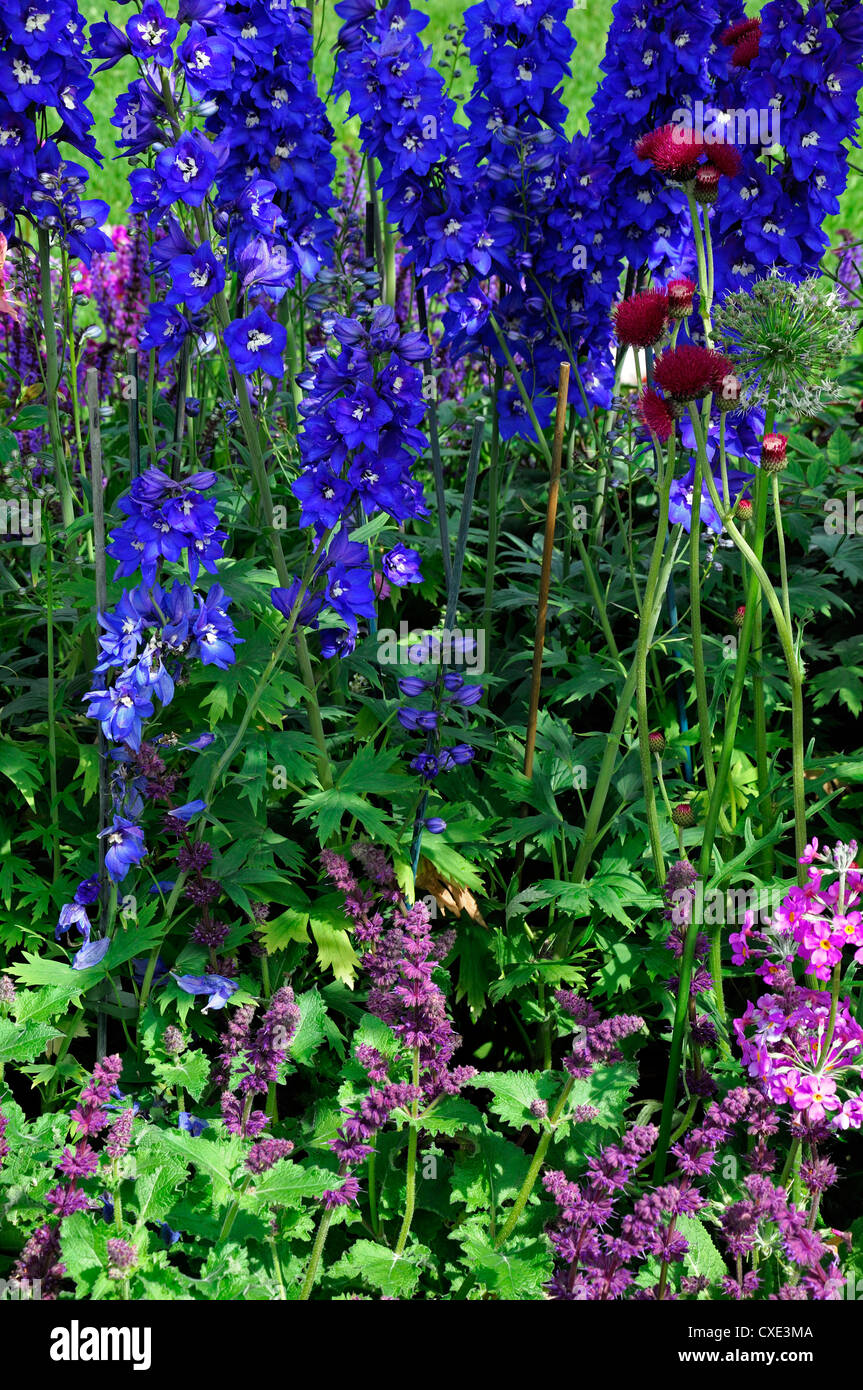 nepeta purple haze cirsium rivulare atropurpureum delphinium perennial ...