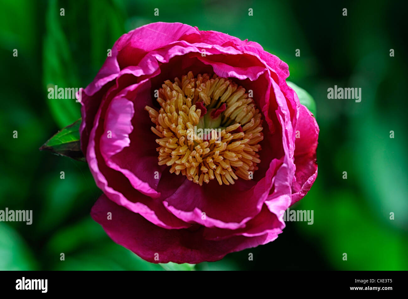 Paeonia lactiflora ‘gayborder june’ hi-res stock photography and images - Alamy