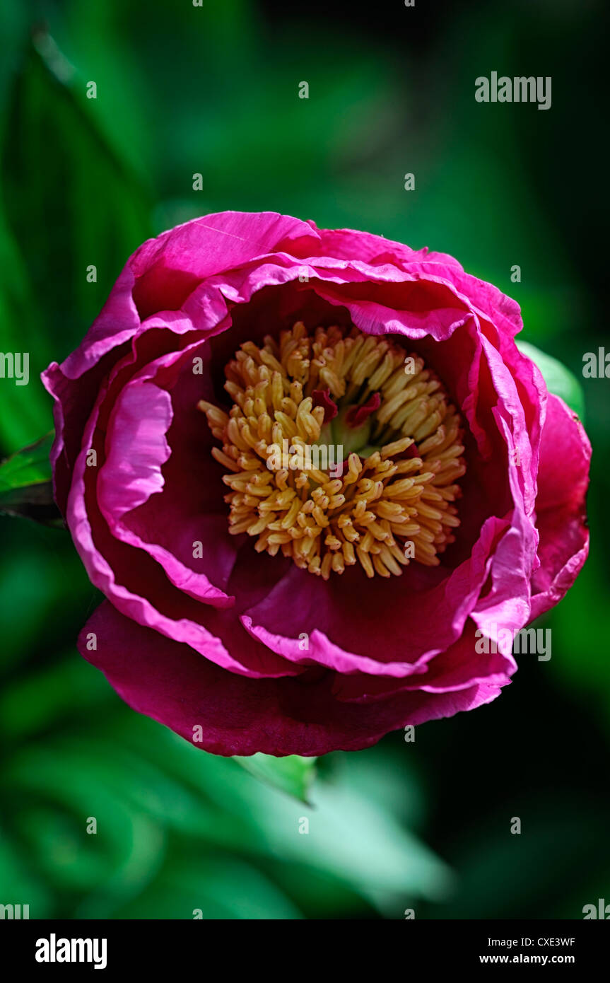 paeonia lactiflora gayborder june pink flower flowers yellow center peony peonies selective ...