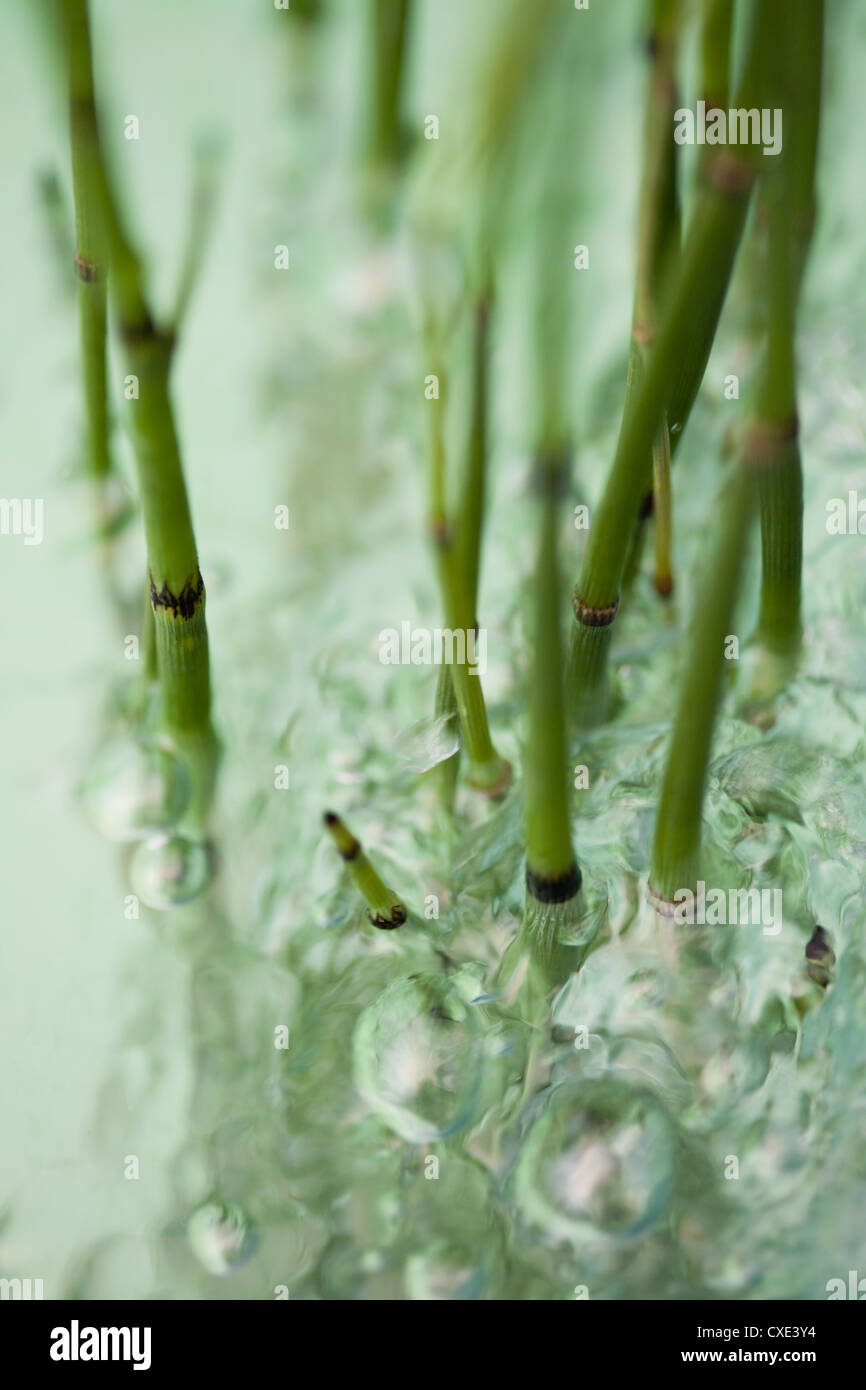 Horsetail rush (Equisetum hyemale) submerged in water Stock Photo - Alamy