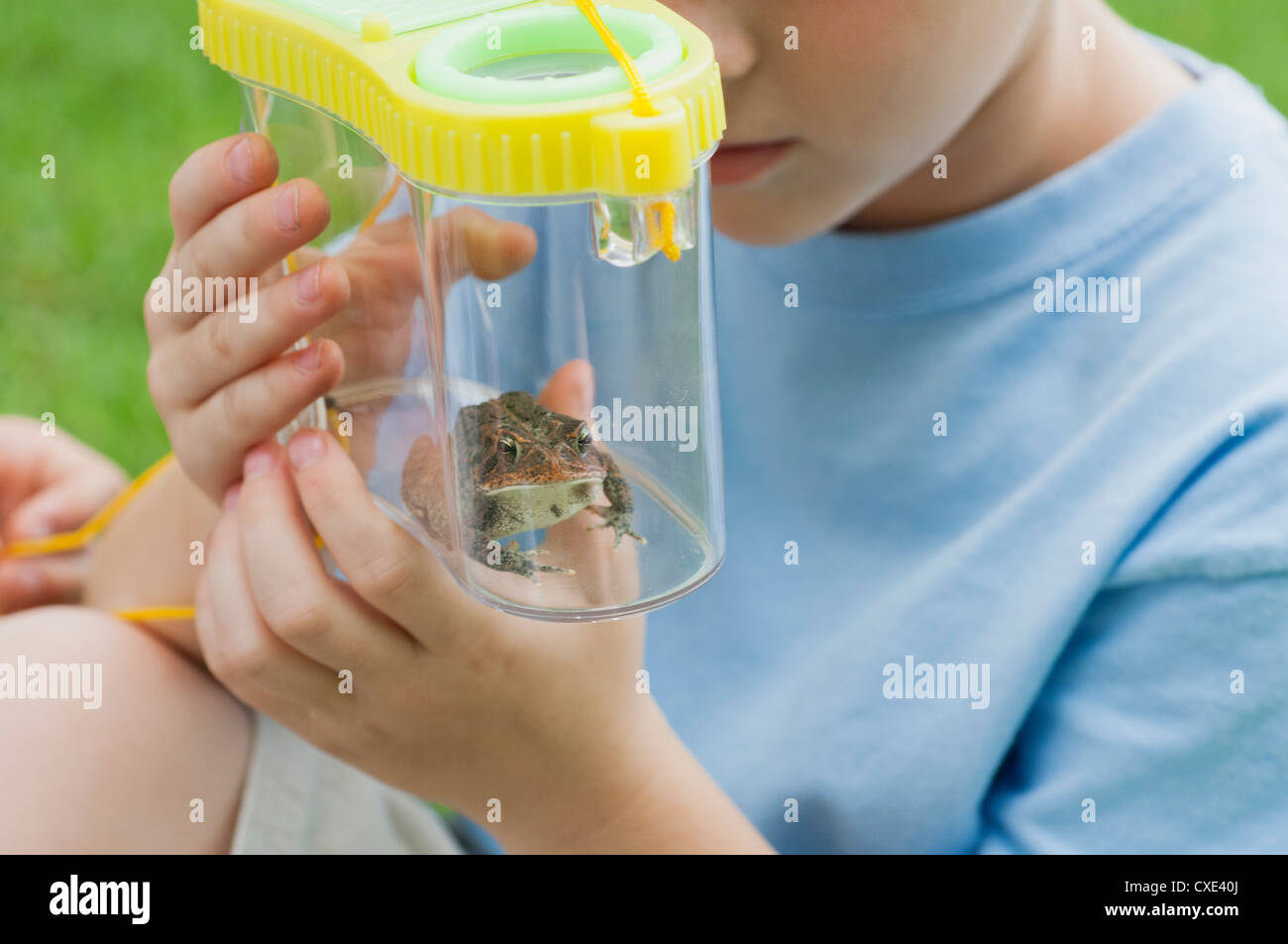Boy looking at toad in terrarium, cropped Stock Photo - Alamy