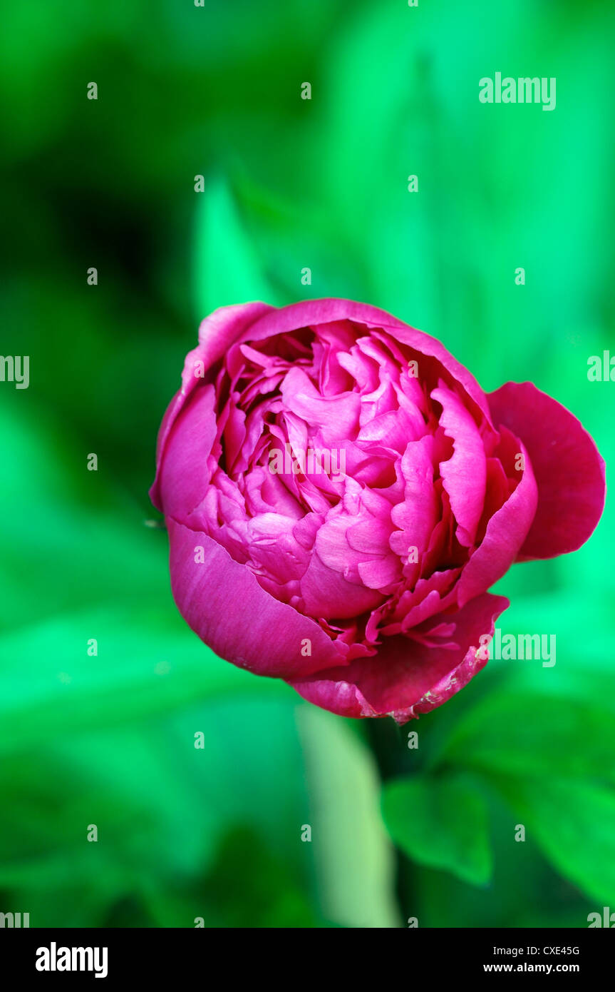 Peony edulis superba hi-res stock photography and images - Alamy