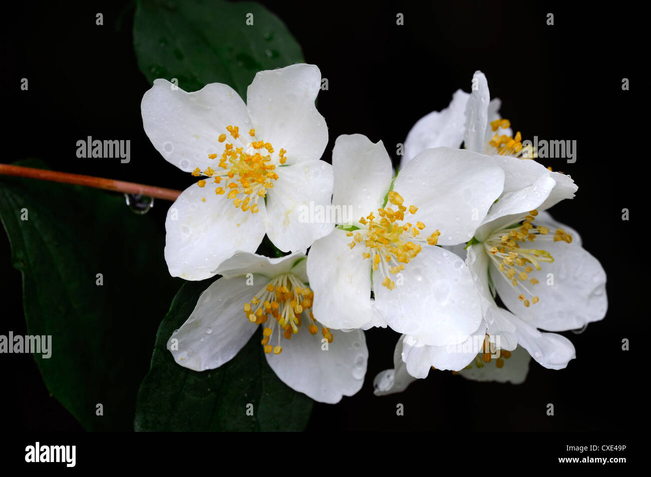 Closeup White Philadelphus Flowers High Resolution Stock Photography ...