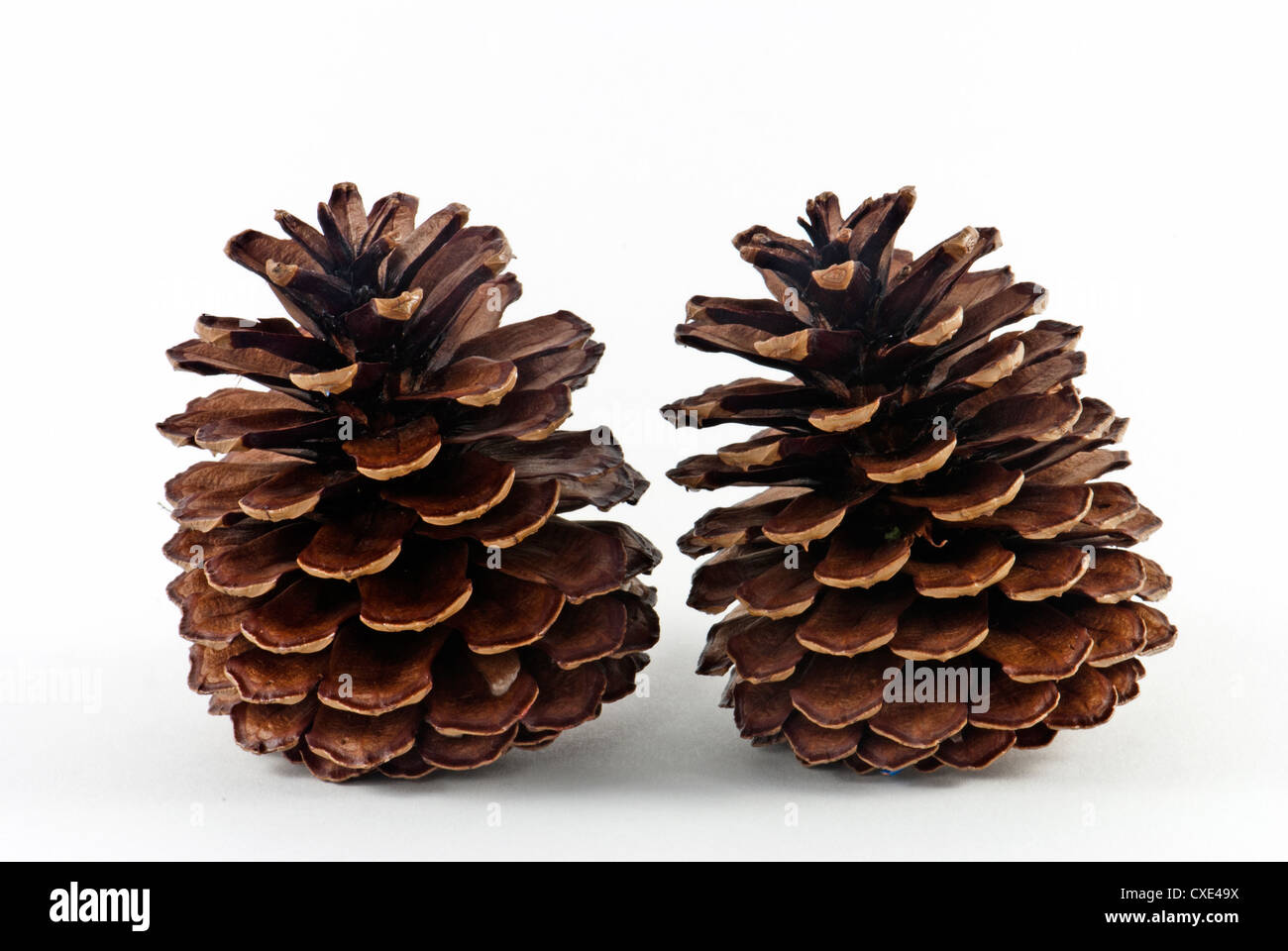 Detail of two pine cones Stock Photo - Alamy