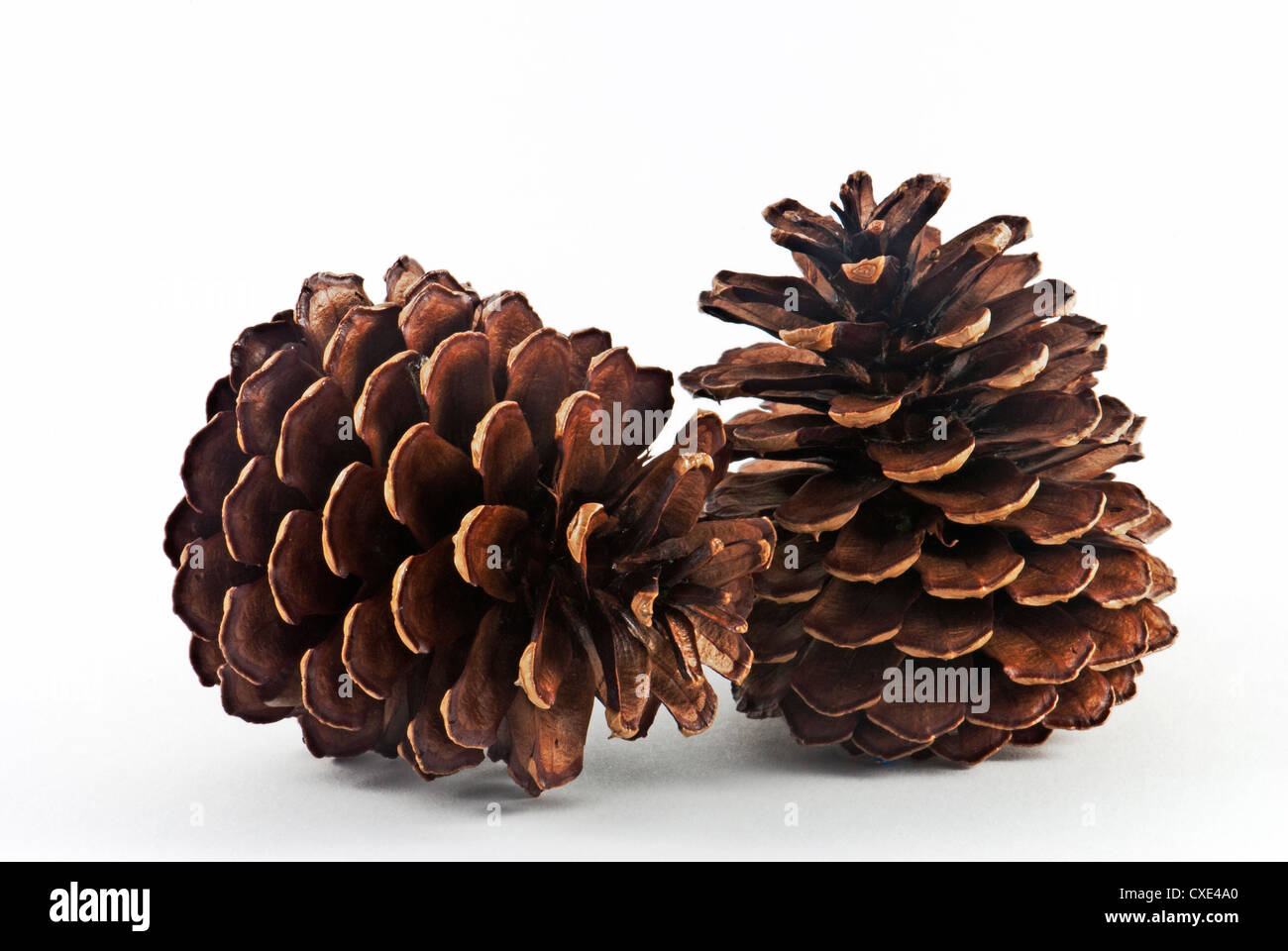 Detail of two pine cones Stock Photo - Alamy