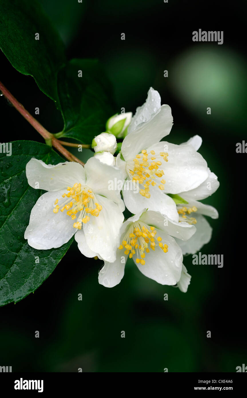 Mock orange philadelphus hi-res stock photography and images - Alamy
