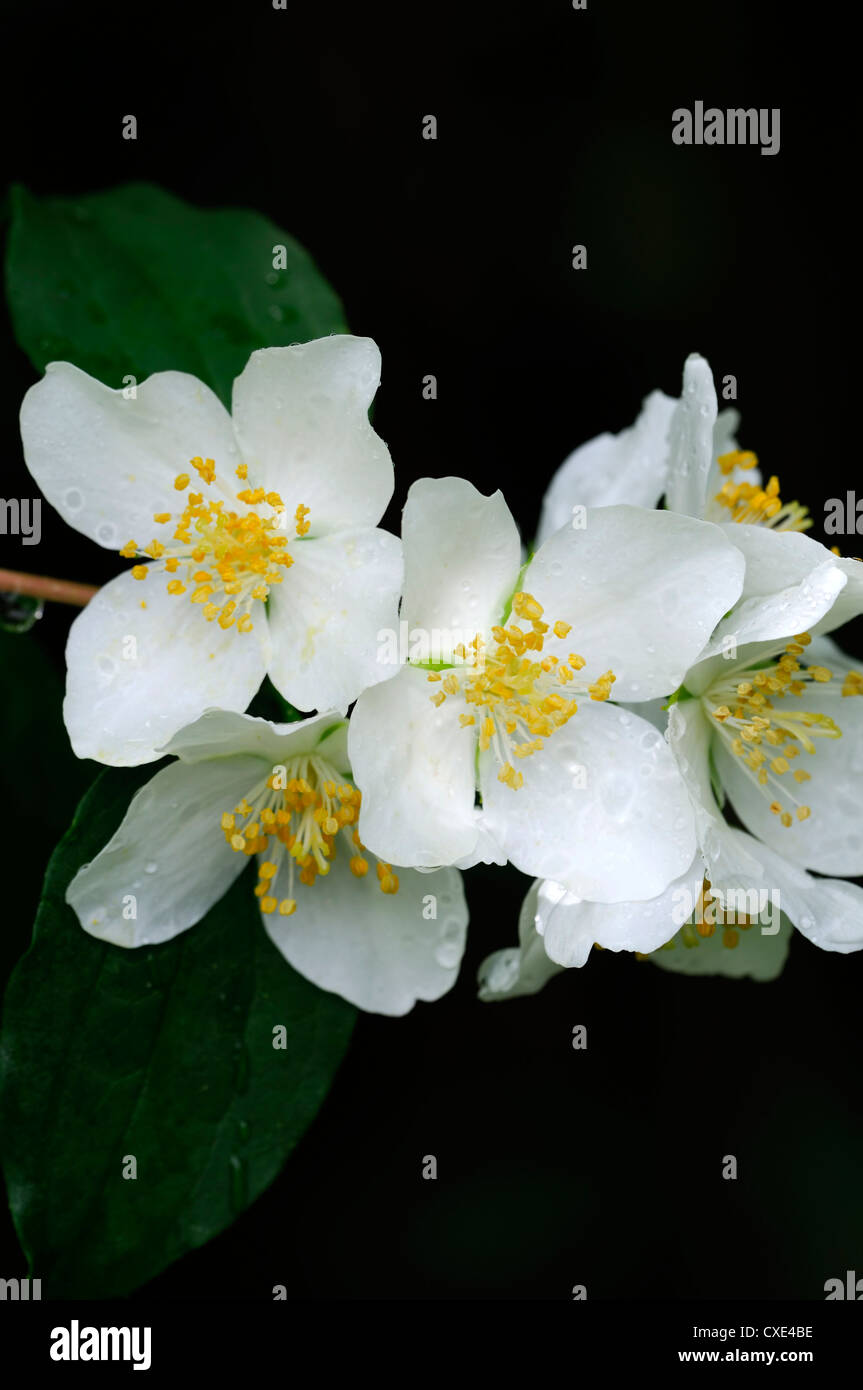 philadelphus hirsutus white flower flowers flowering deciduous shrubs ...
