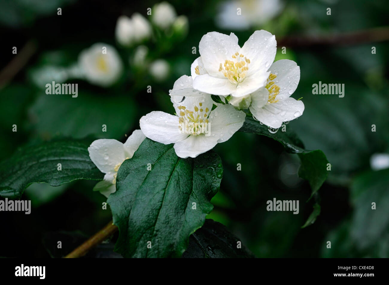 Closeup White Philadelphus Flowers High Resolution Stock Photography ...