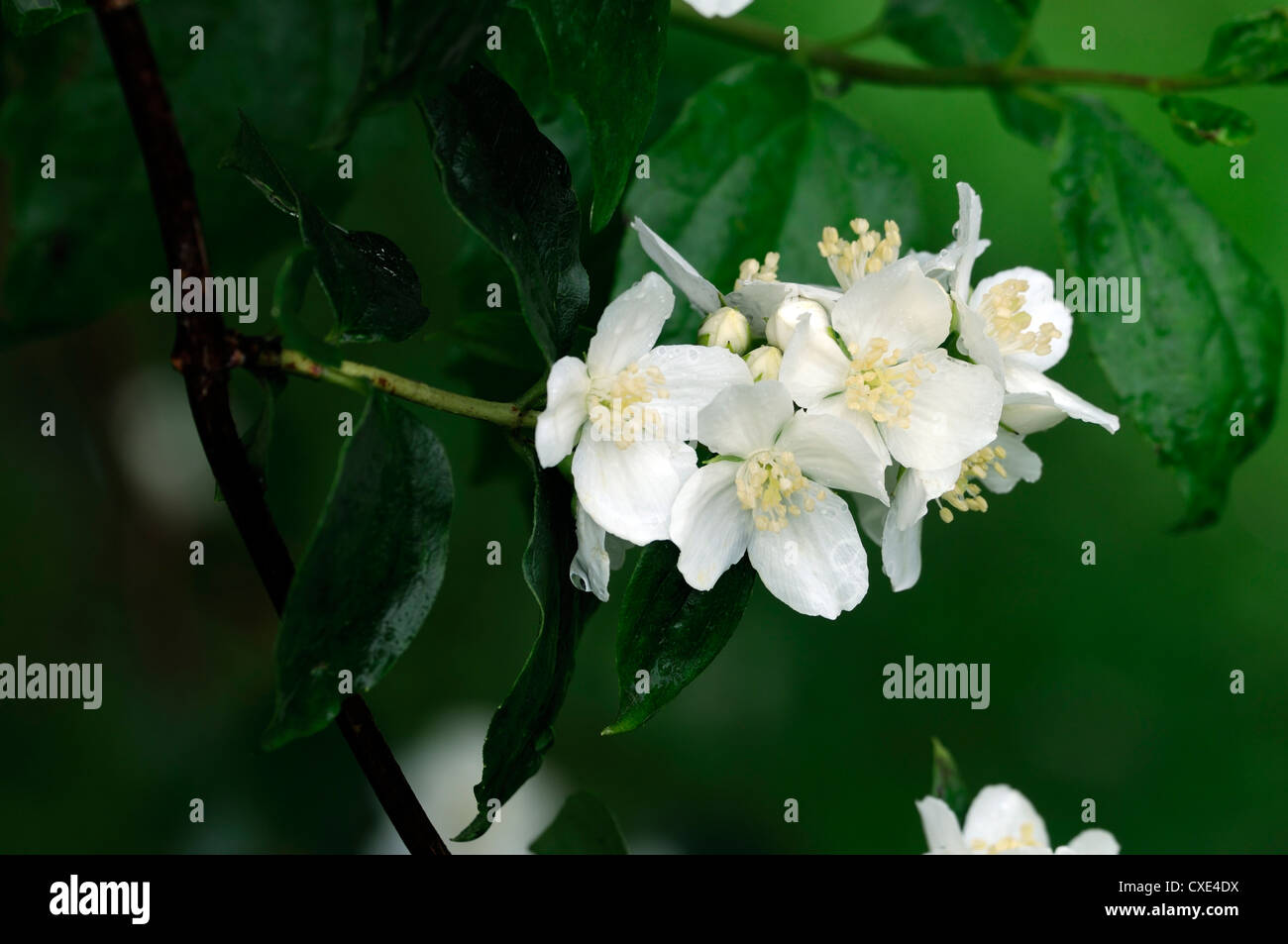 Closeup white philadelphus flowers hi-res stock photography and images ...