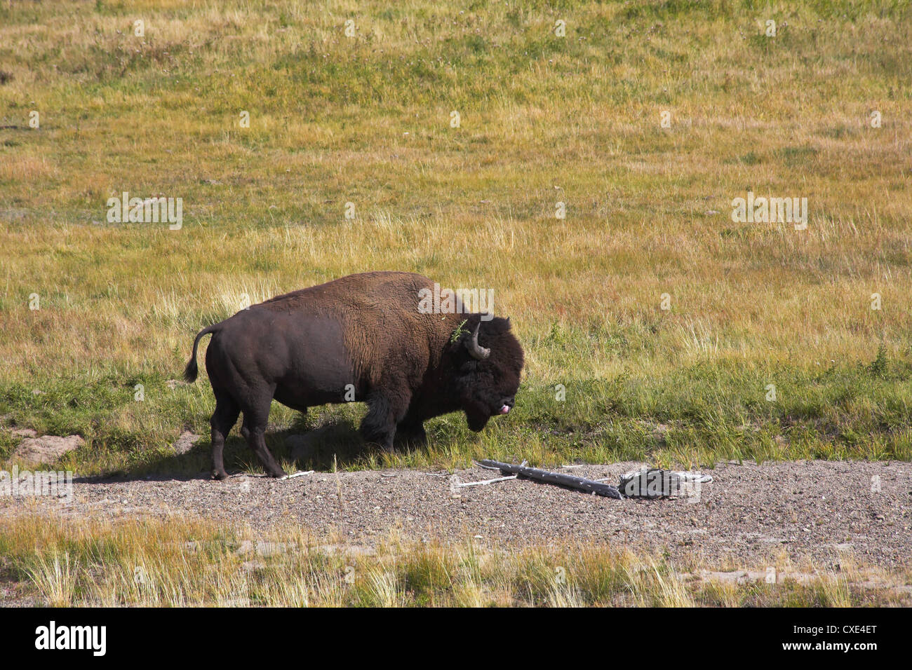 The huge bison Stock Photo - Alamy