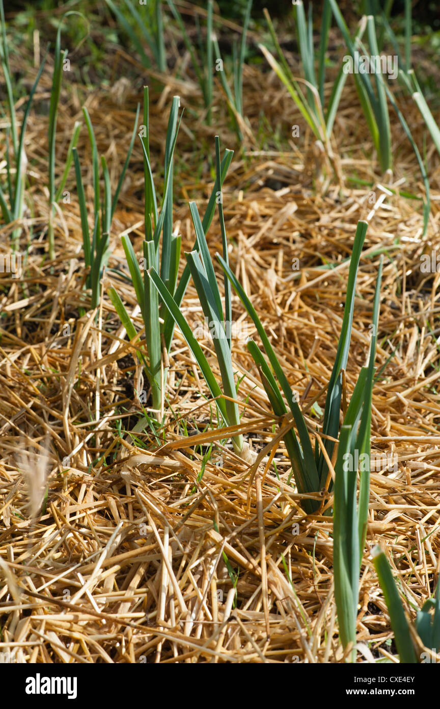 Leeks growing outside hi-res stock photography and images - Alamy