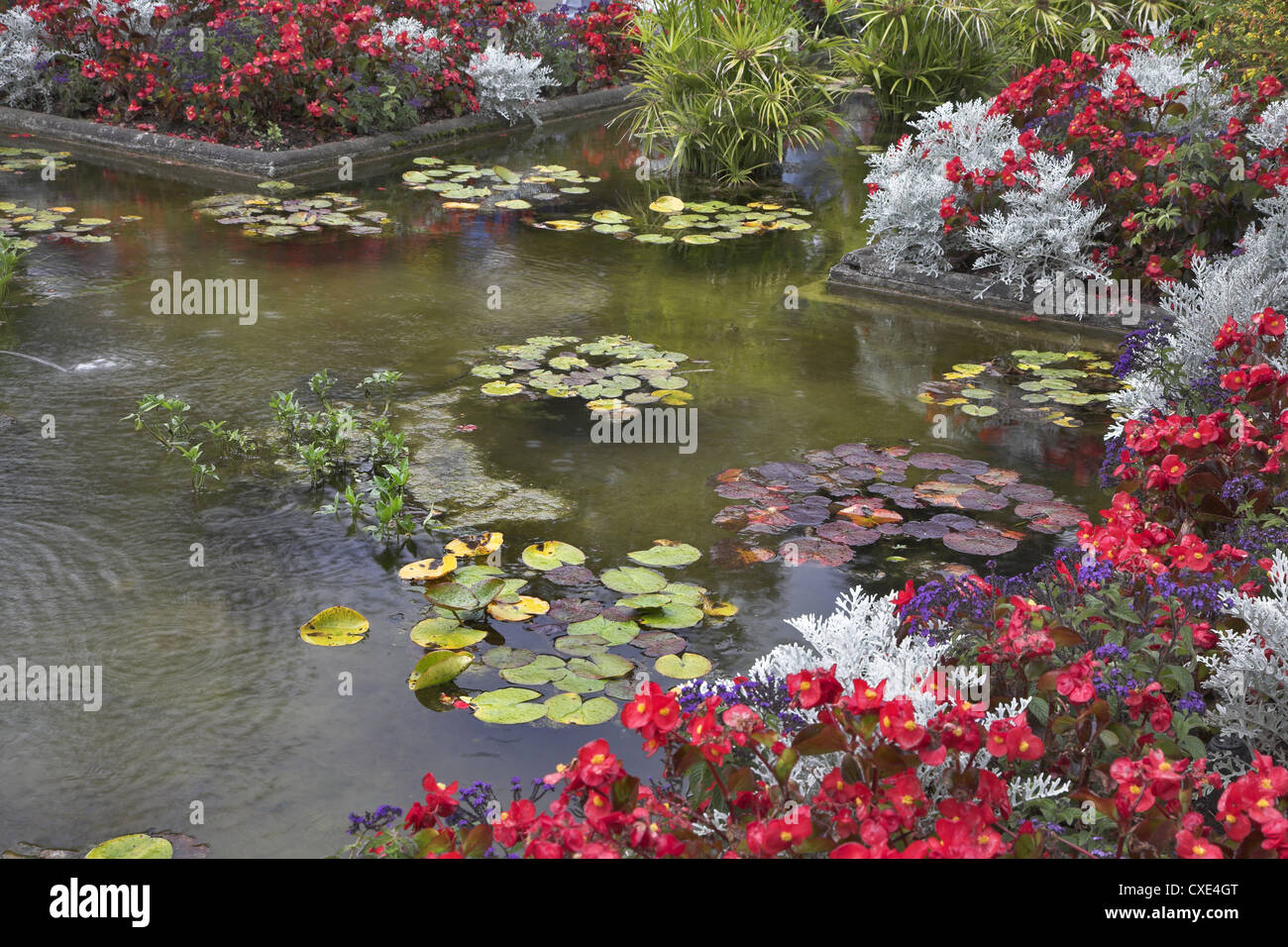 Pond with lilies Stock Photo - Alamy