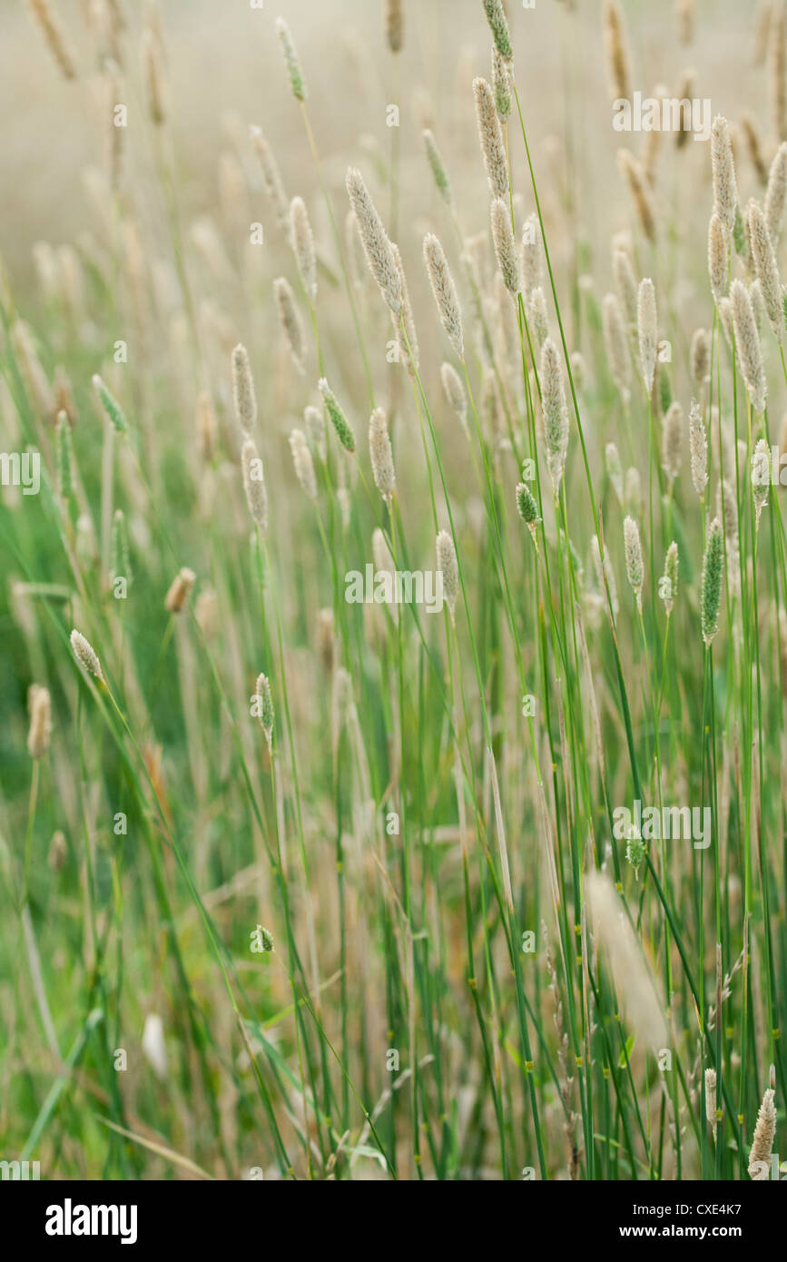 Timothy grass, full frame Stock Photo - Alamy