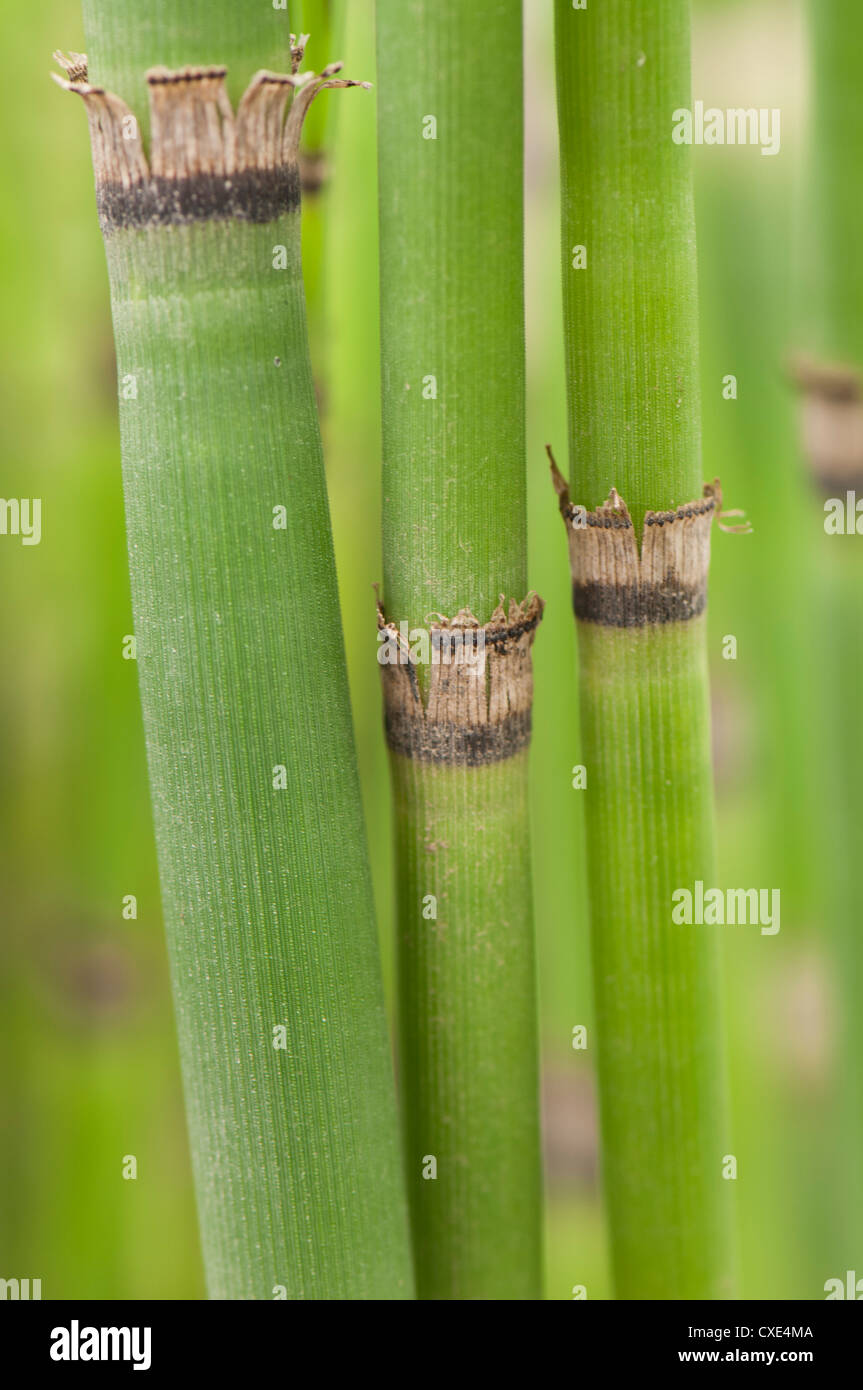 Horsetail Rush High Resolution Stock Photography and Images - Alamy