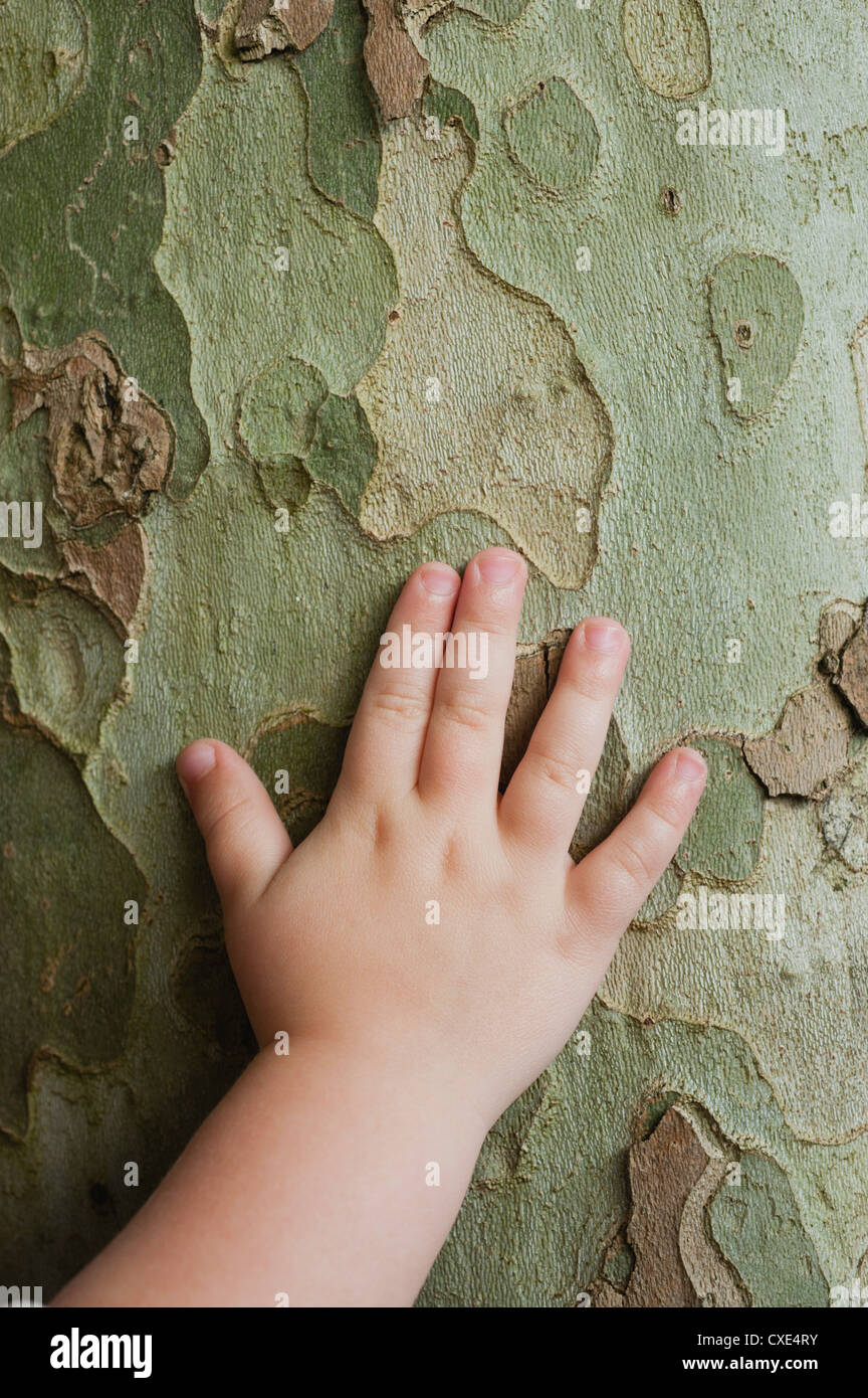 Toddler's hand touching tree bark Stock Photo - Alamy