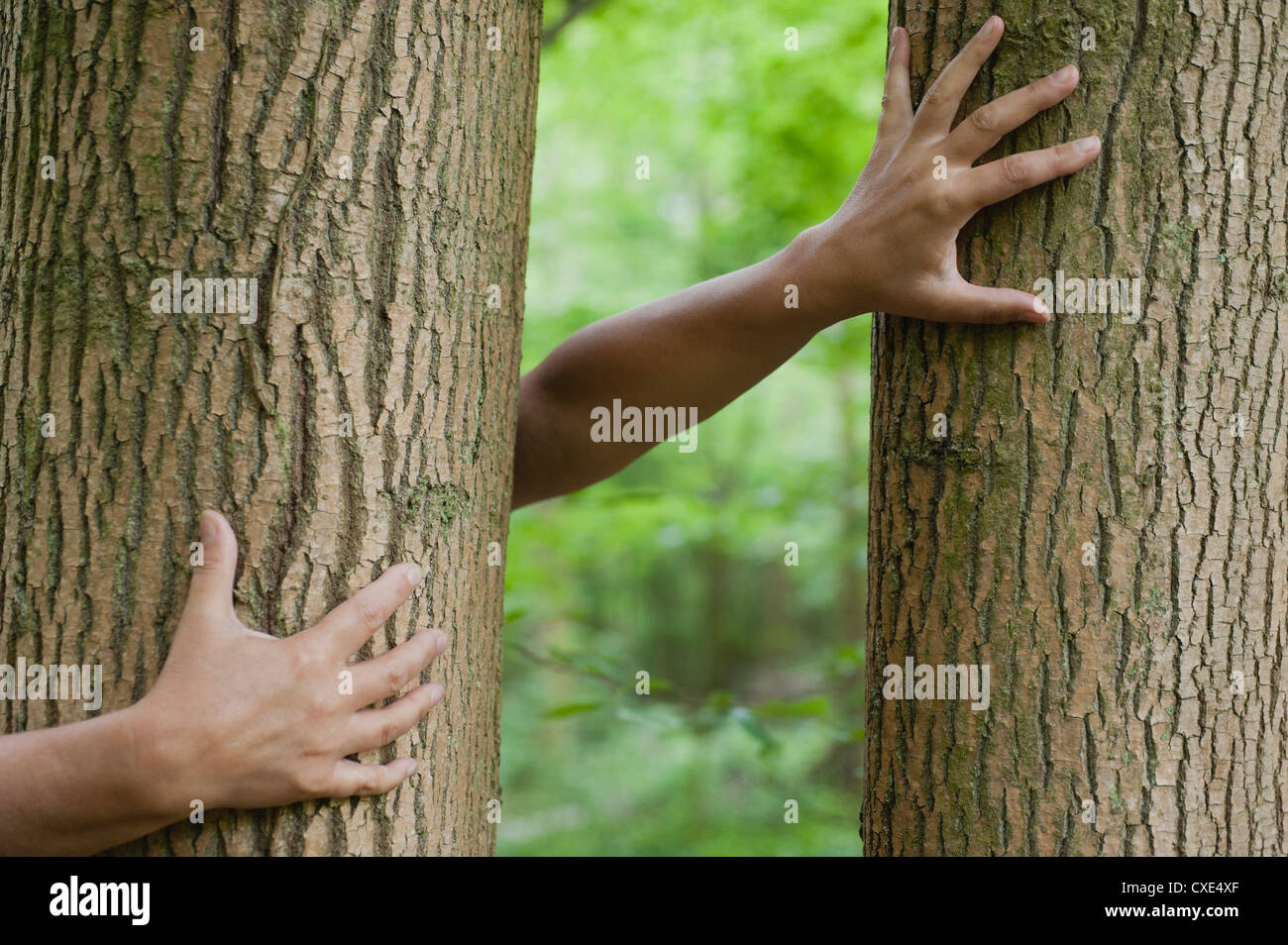 Child's hands touching tree trunks Stock Photo - Alamy