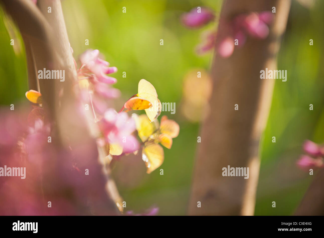 Redbud tree branches, close-up Stock Photo - Alamy