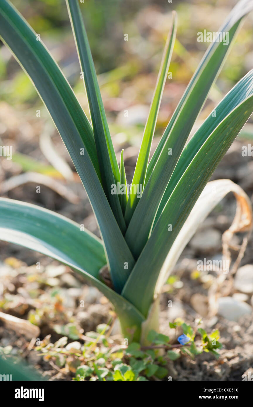 Leeks growing outside hi-res stock photography and images - Alamy