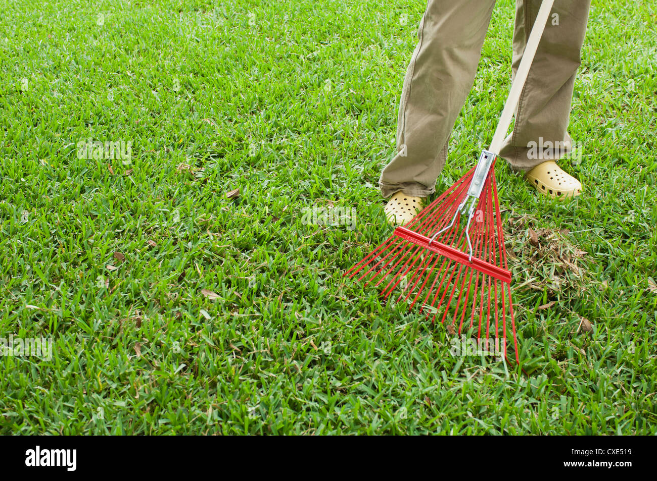 Person raking lawn, low section Stock Photo - Alamy