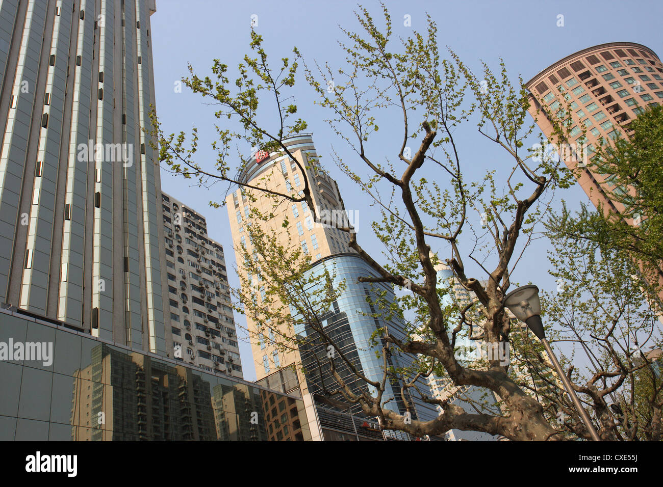 Shanghai, skyscrapers behind blossoming trees Stock Photo - Alamy