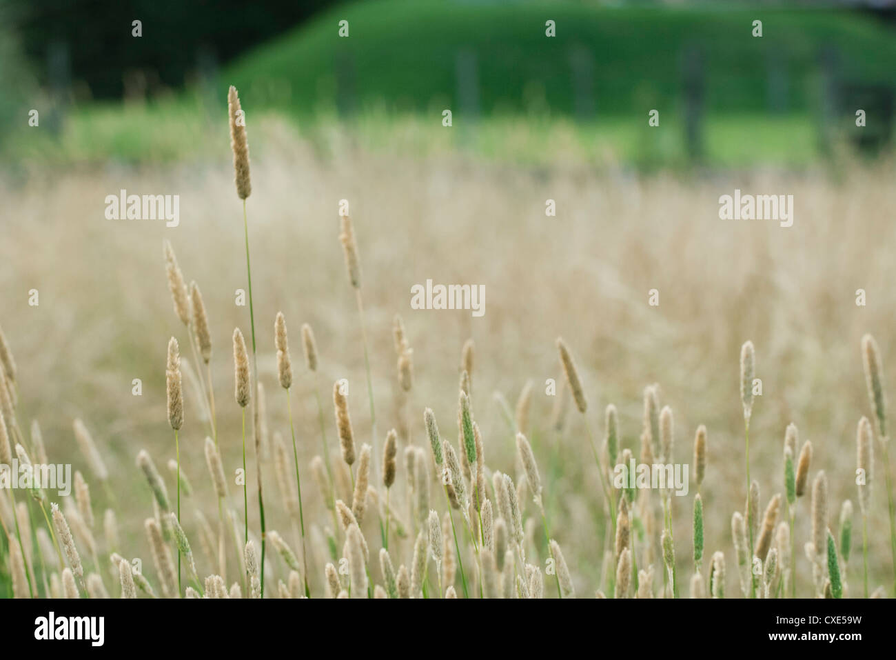 Timothy long hi-res stock photography and images - Alamy