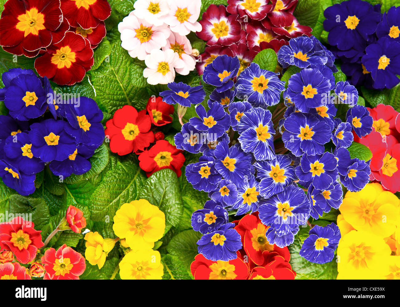 assorted spring primulas. colorful flower bed Stock Photo - Alamy