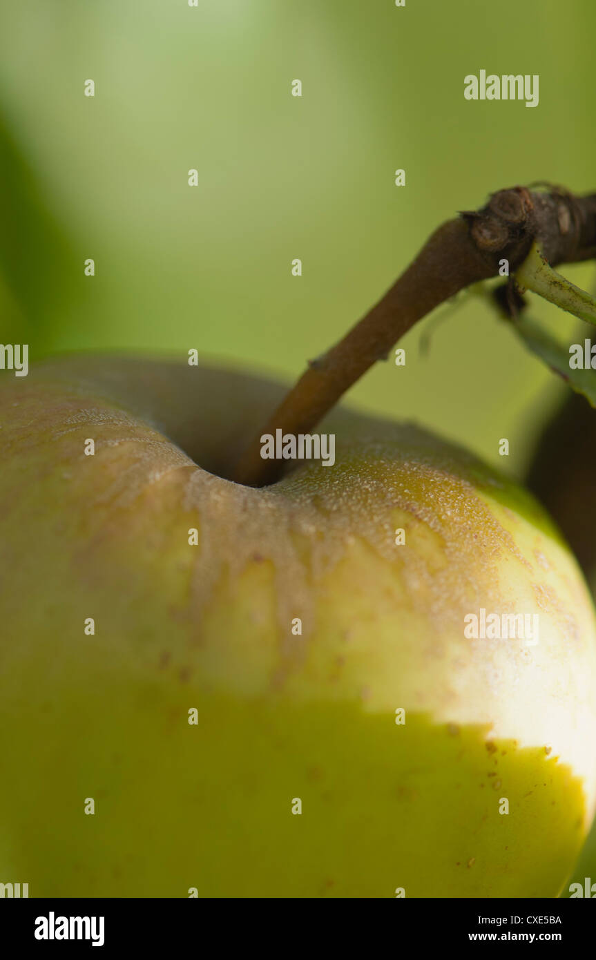 Golden apple images hi-res stock photography and images - Alamy