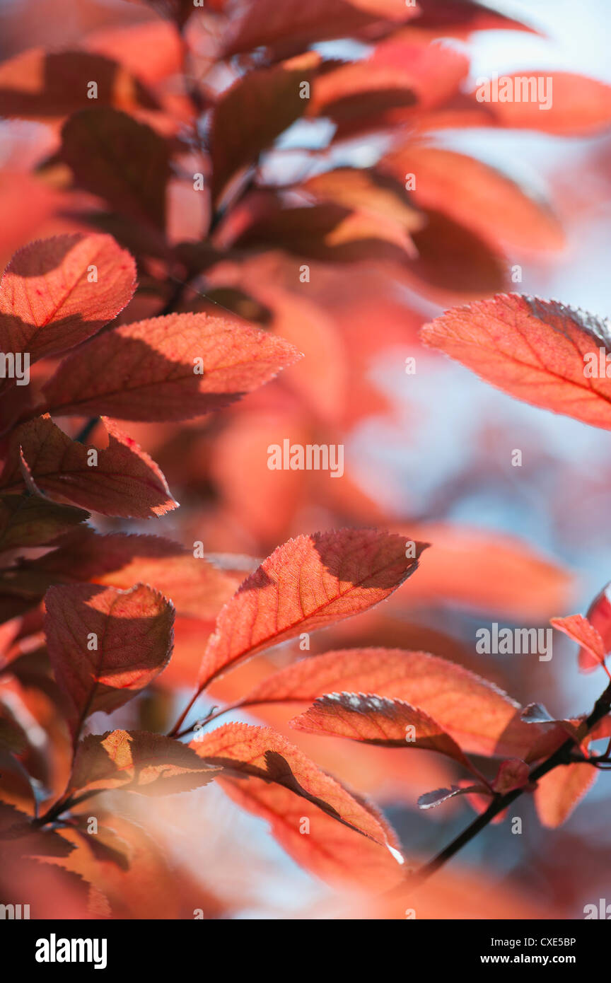 Cherry tree foliage in autumn Stock Photo - Alamy
