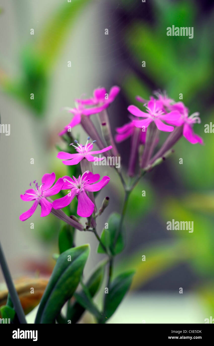 silene schafta catchfly catch fly purple pink flowers flowering blooms ...