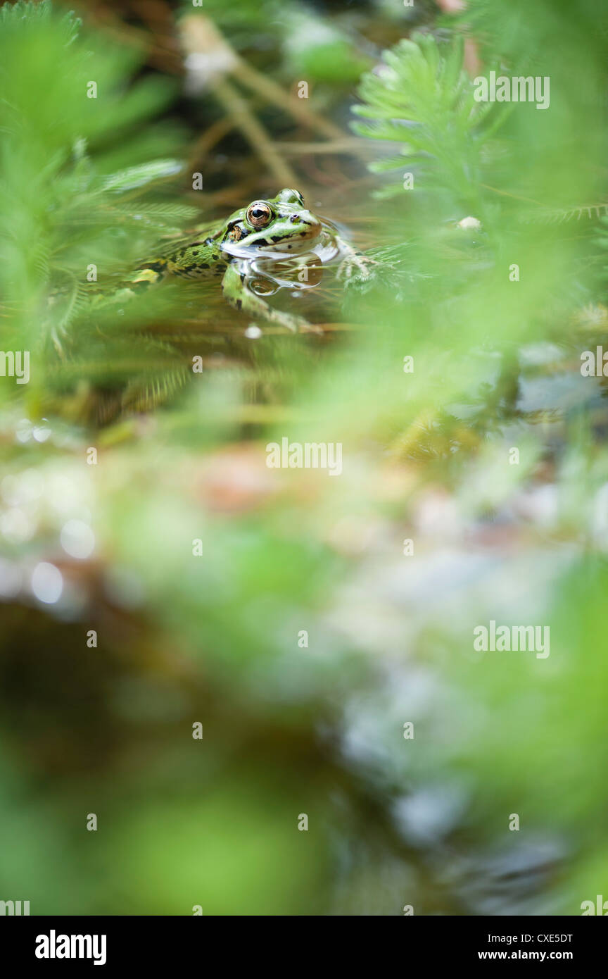 Frog half submerged in hi-res stock photography and images - Alamy