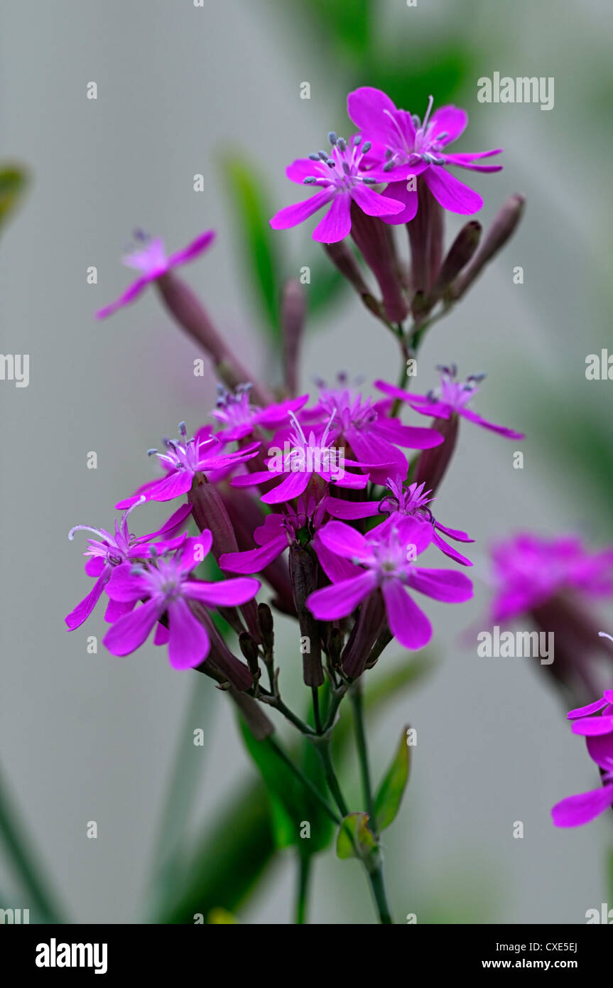 silene schafta catchfly catch fly purple pink flowers flowering blooms ...