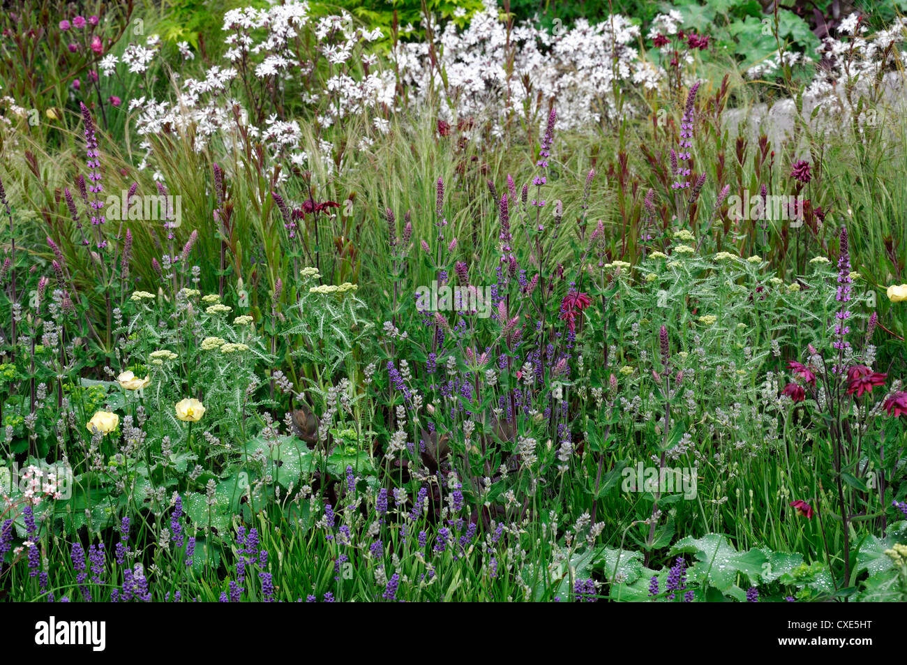 Soft planting scheme hi-res stock photography and images - Alamy