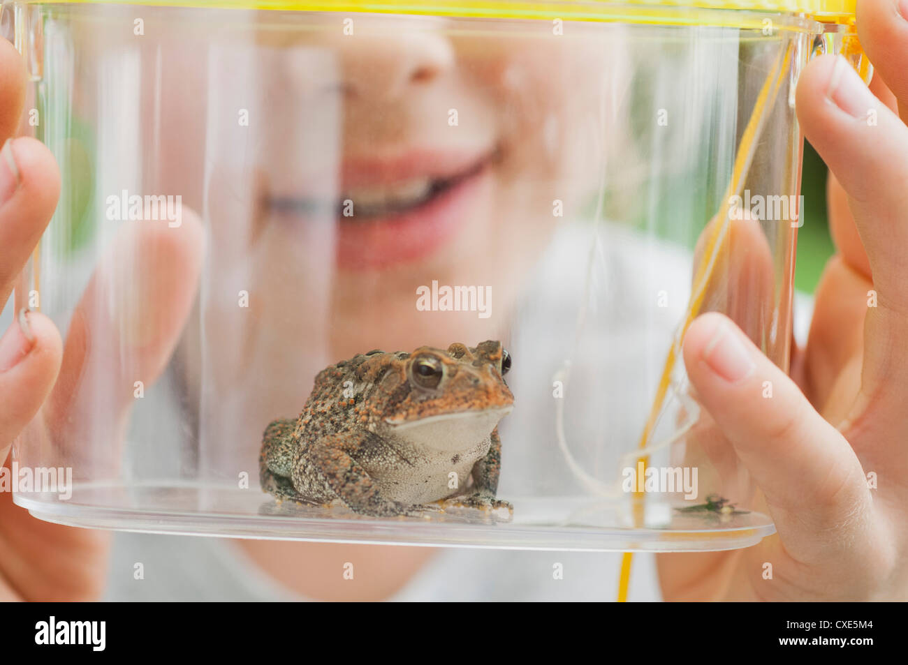Girl looking at toad in terrarium, cropped Stock Photo - Alamy
