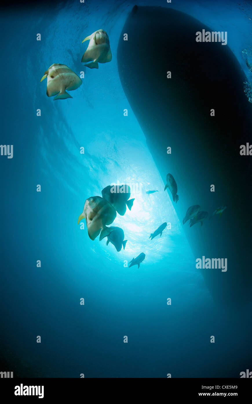 Schooling fish Batfish, Thistlegorm, Egypt Stock Photo - Alamy