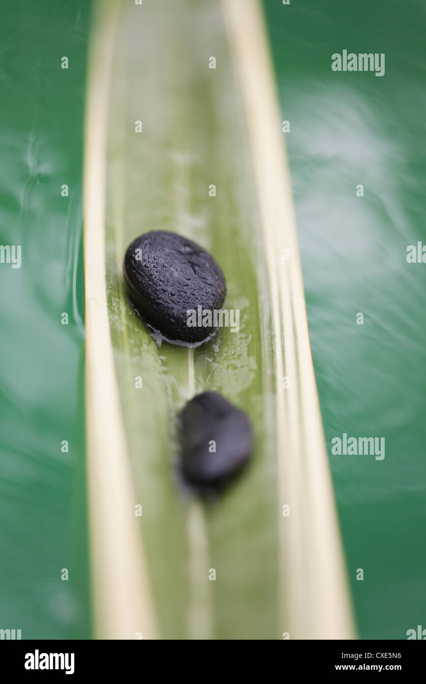 Wet stones on palm leaf floating on water Stock Photo - Alamy