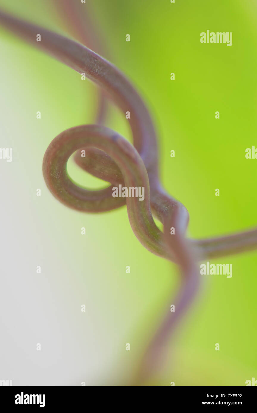 Intertwined tendrils, close-up Stock Photo - Alamy